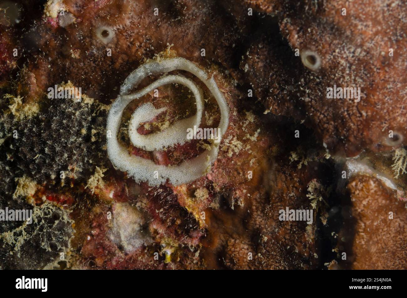 Eggs of nudibranch, Kao Lak, Thailand, Pacific Ocean, Asia Stock Photo ...