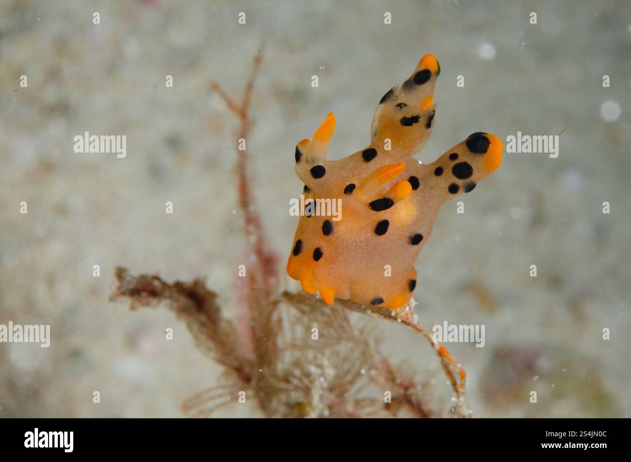 Pikachu Nudibranch, Thecacera pacifica, Polyceridae, Racha Yoi Island ...