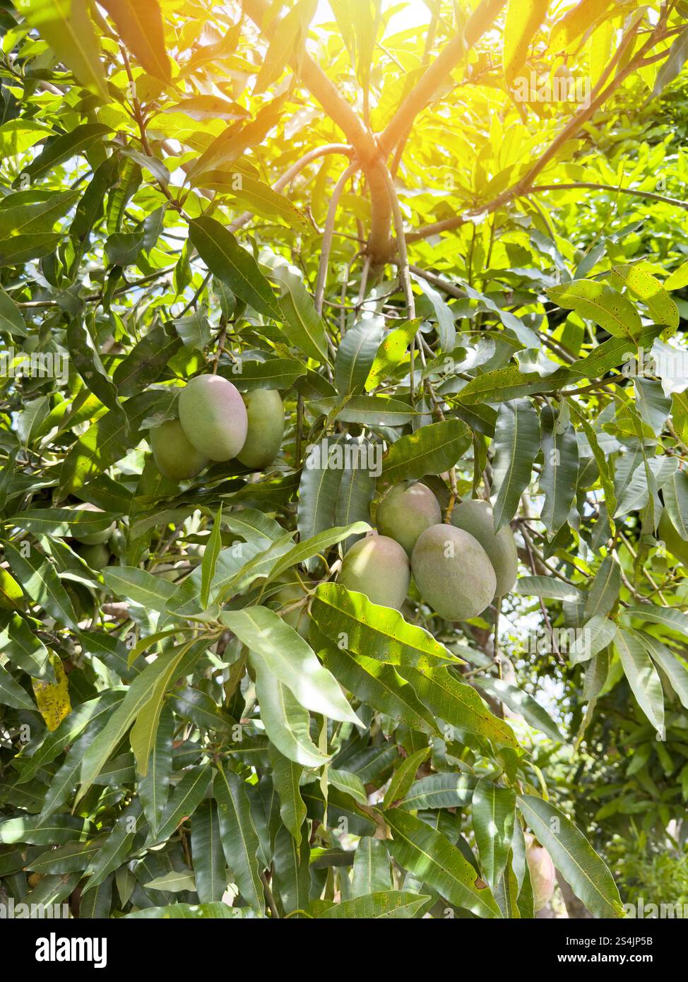 Mango farm background. Growing green mangoes on tree branch Stock Photo ...