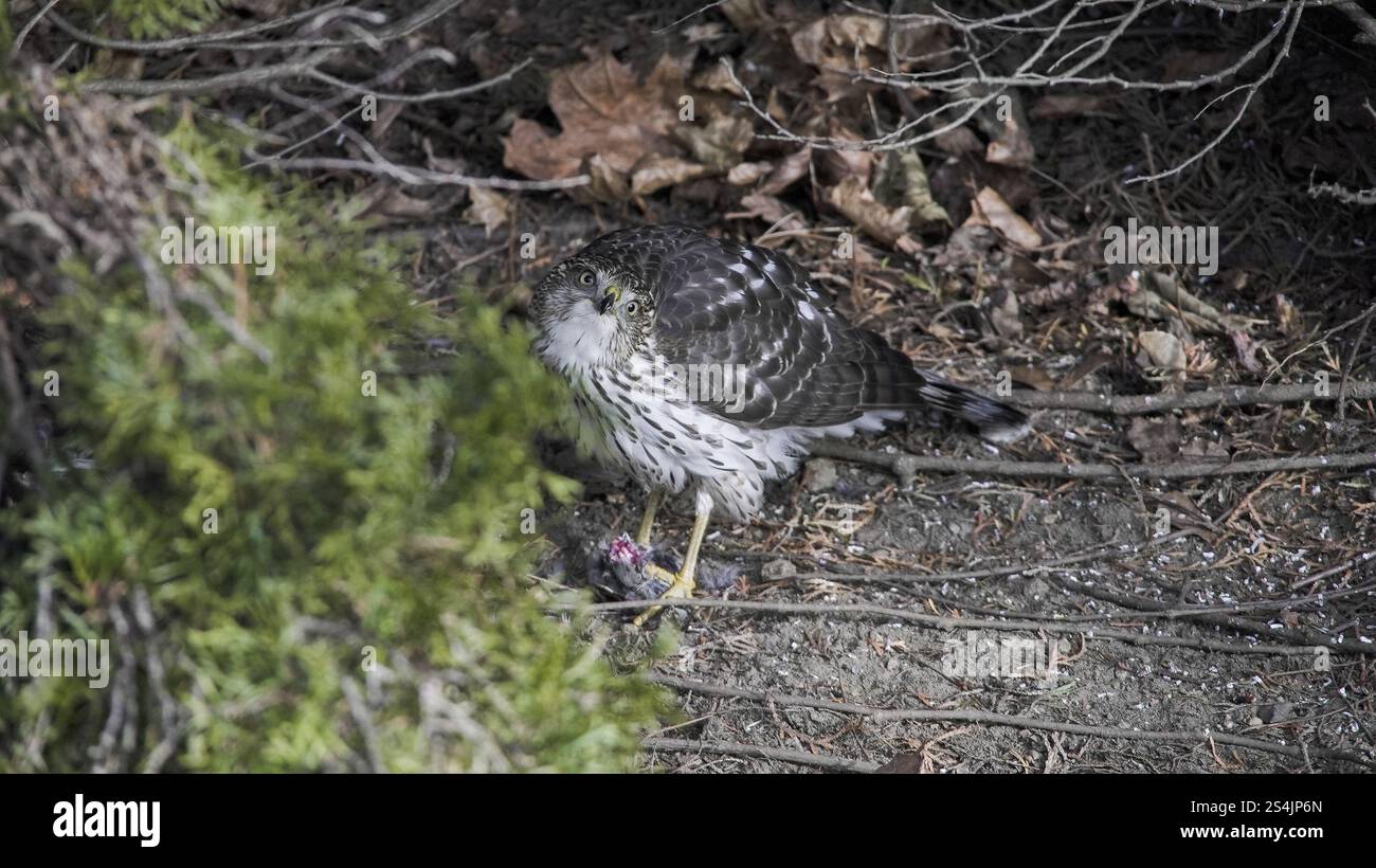 A young hawk sits silently in the shadows of a dense forest, blending ...