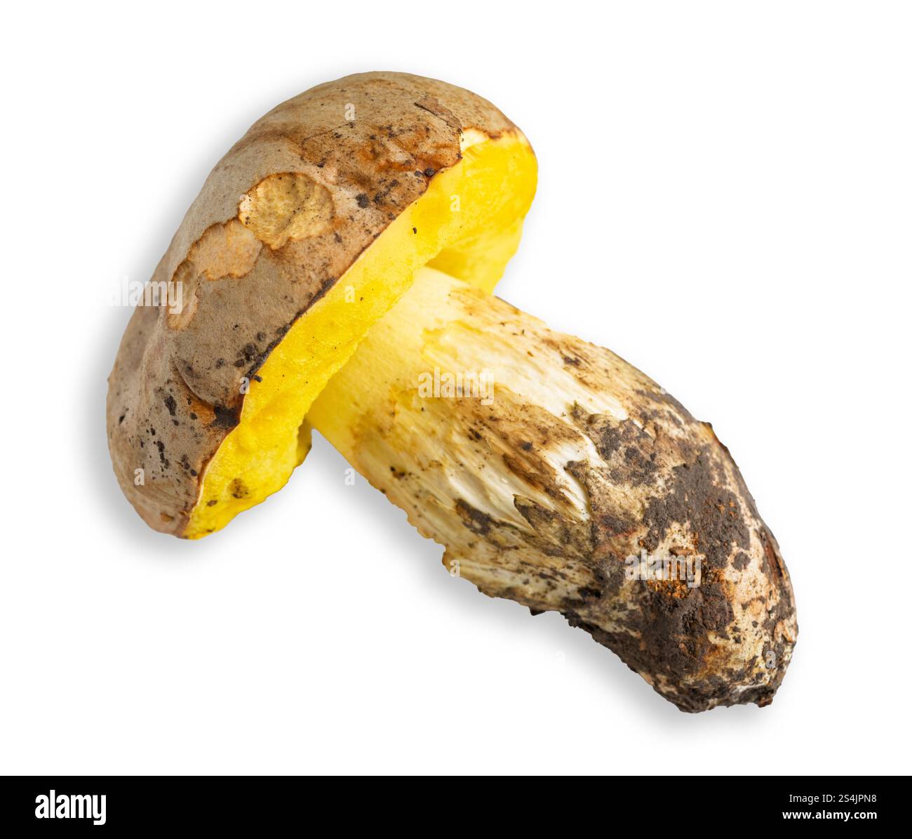 A distinctive yellow mushroom with a thick, earthy stem sits on a clean ...