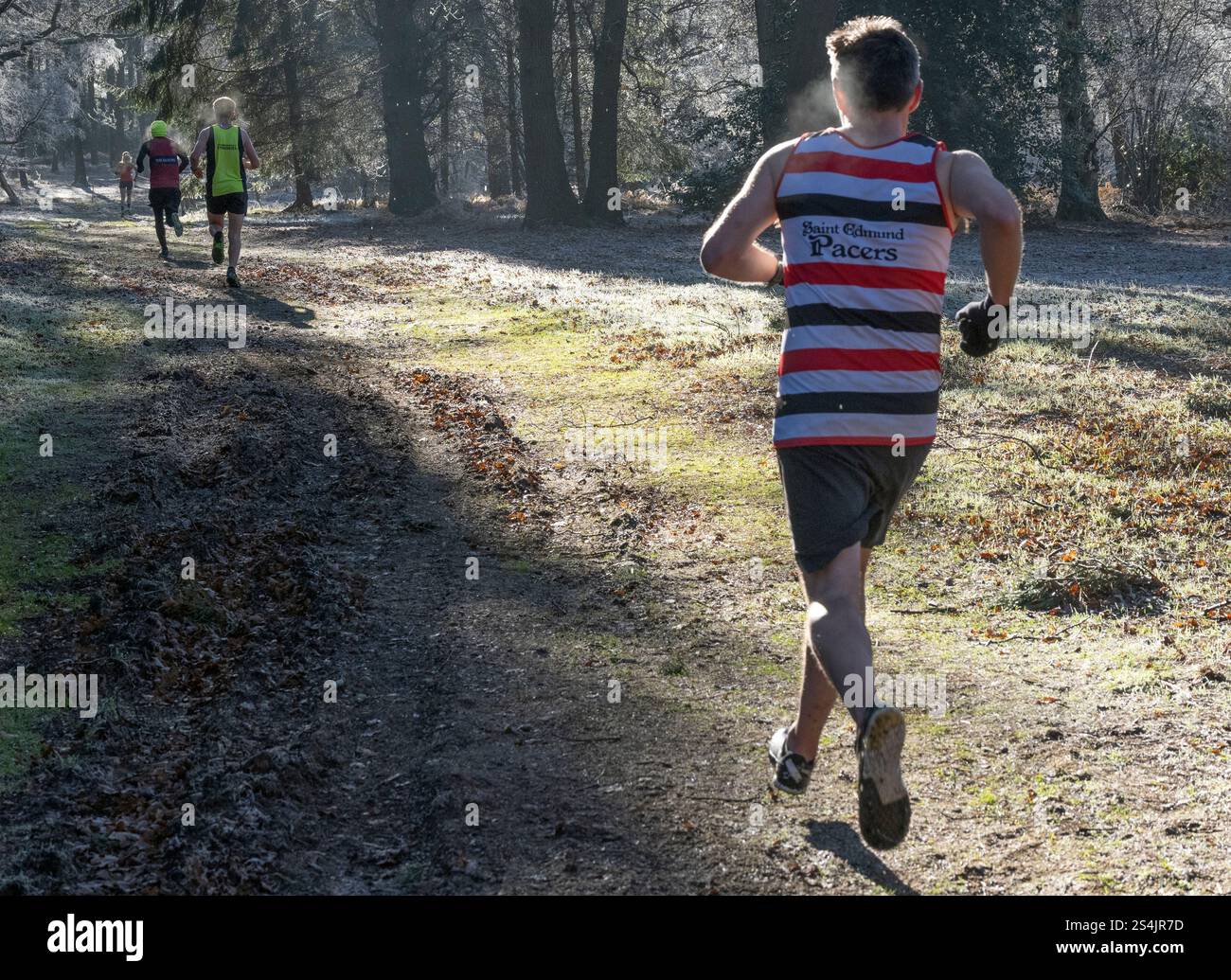 club runner, haughley, suffolk, england, running through, forest with ...