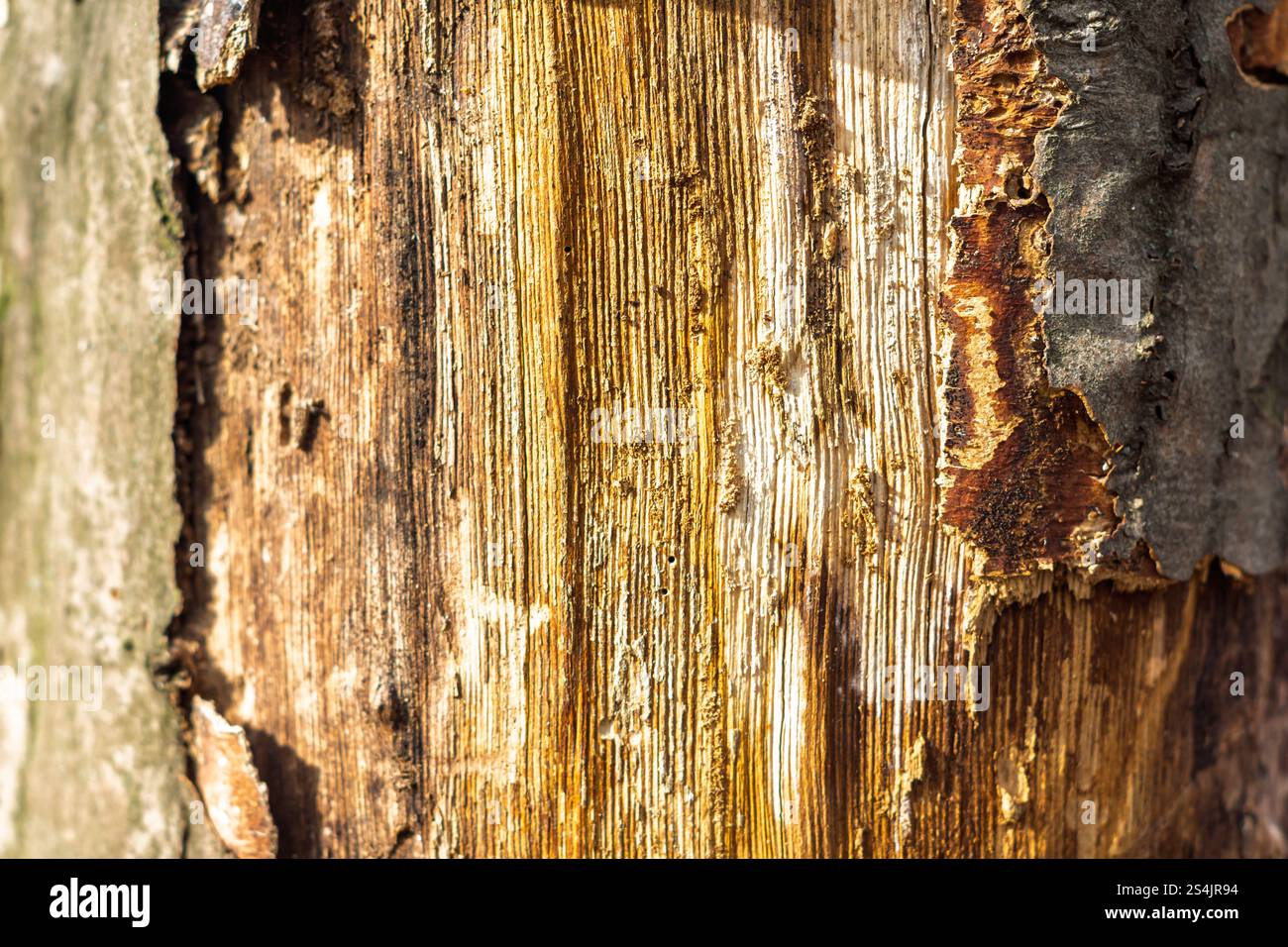 The close-up reveals intricate patterns and rich colors of tree bark in ...