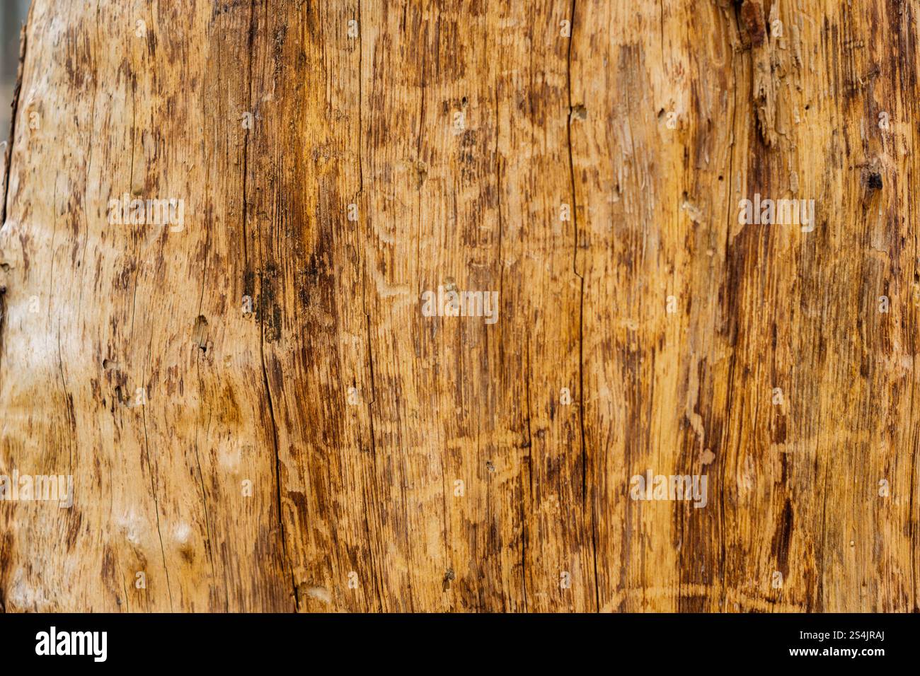 Close-up view of a wooden surface displaying complex grain patterns and ...
