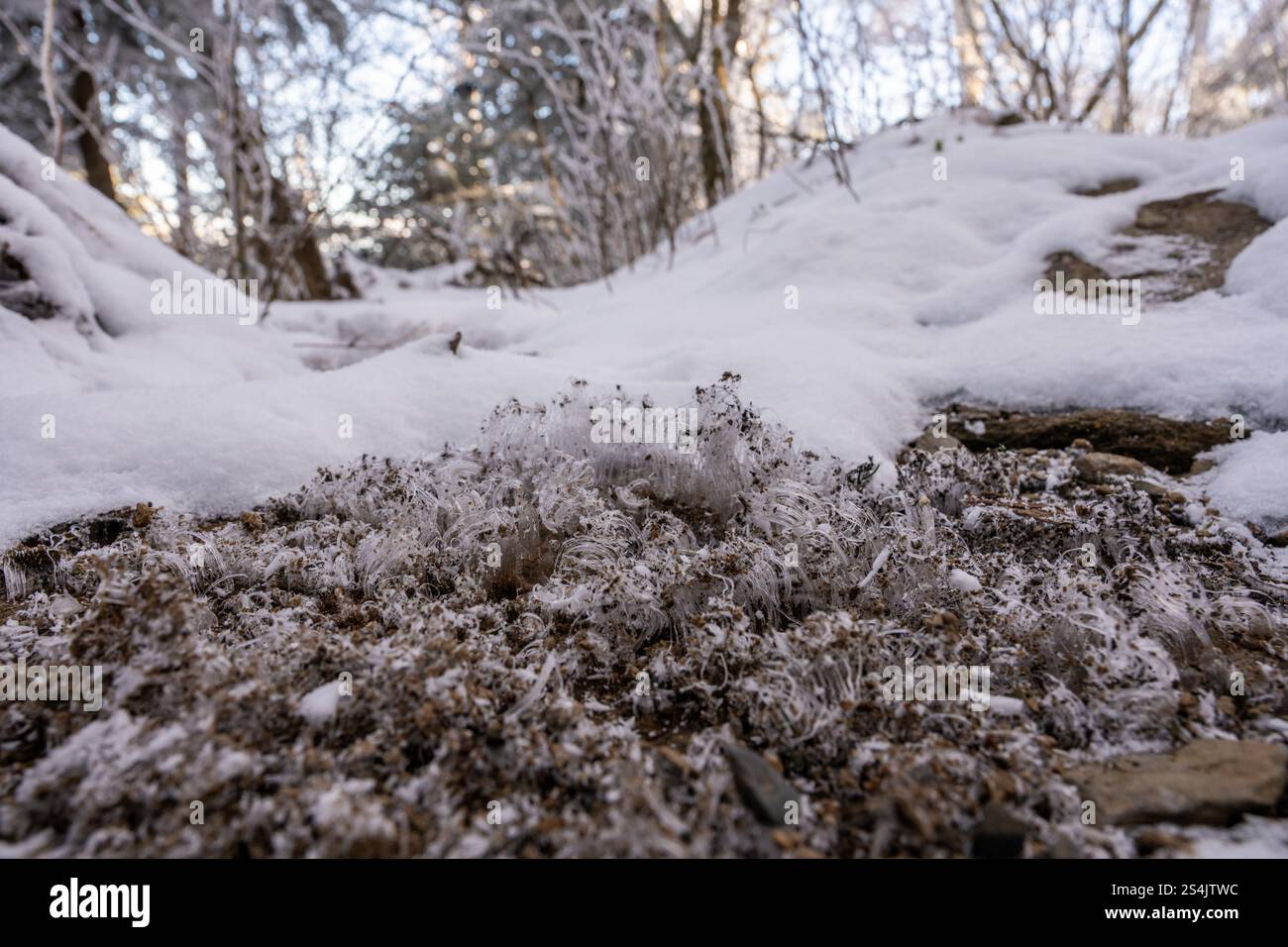 Needle Ice Shoots up out of Trail in front of Snowy Patch in the ...