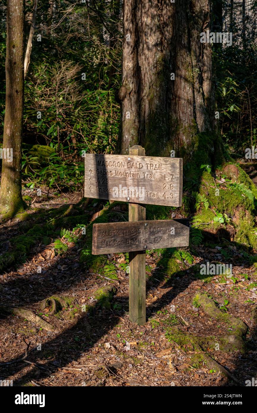 Intersection of Maddron Bald Trail and the Albright Grove Loop in the ...
