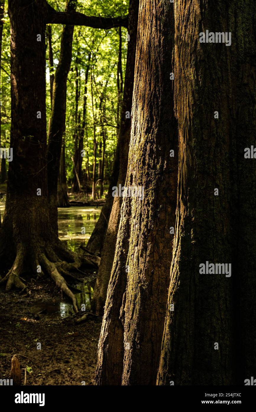 Morning Light Hights The Deep Texture Of Cypress Tree In Congaree ...