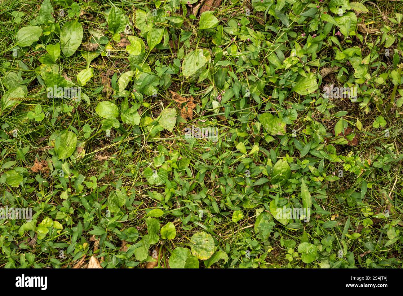 Multiple Green Plants Grow Along Blue Ridge Parkway in North Carolina ...