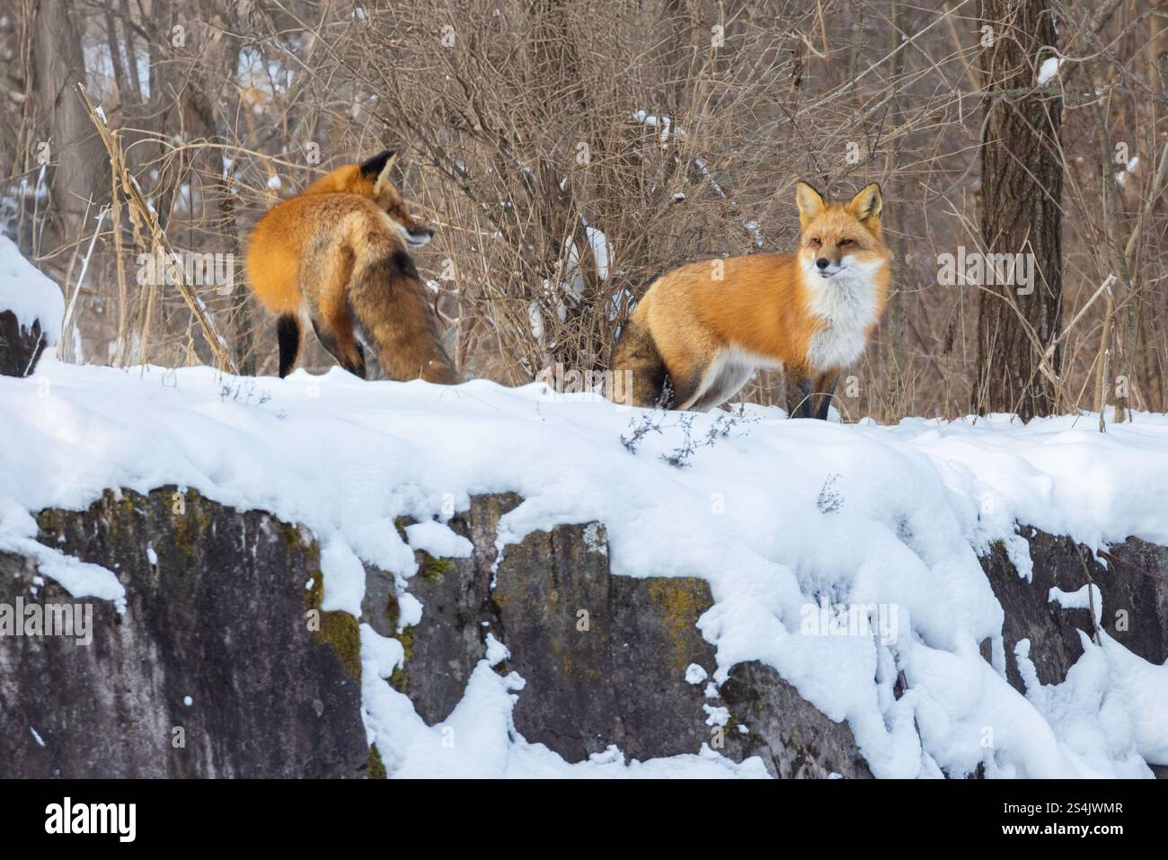 Red fox pair in harsh Canadian winter Stock Photo - Alamy
