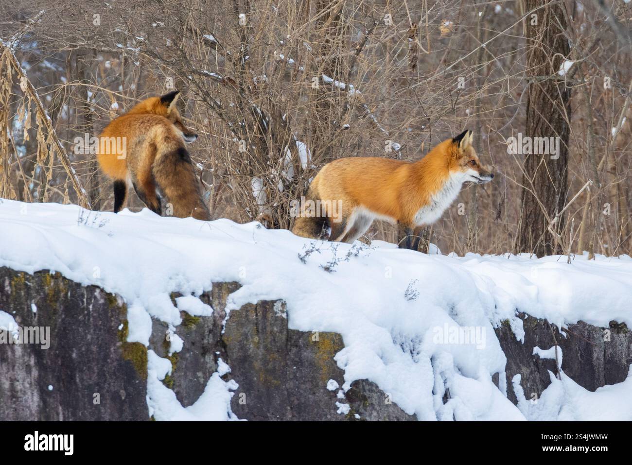 Red fox pair in harsh Canadian winter Stock Photo - Alamy