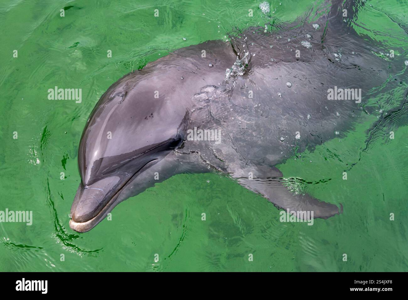 Dolphin Portrait. Oceanario, Rosario Islands. Cartagena de Indias ...