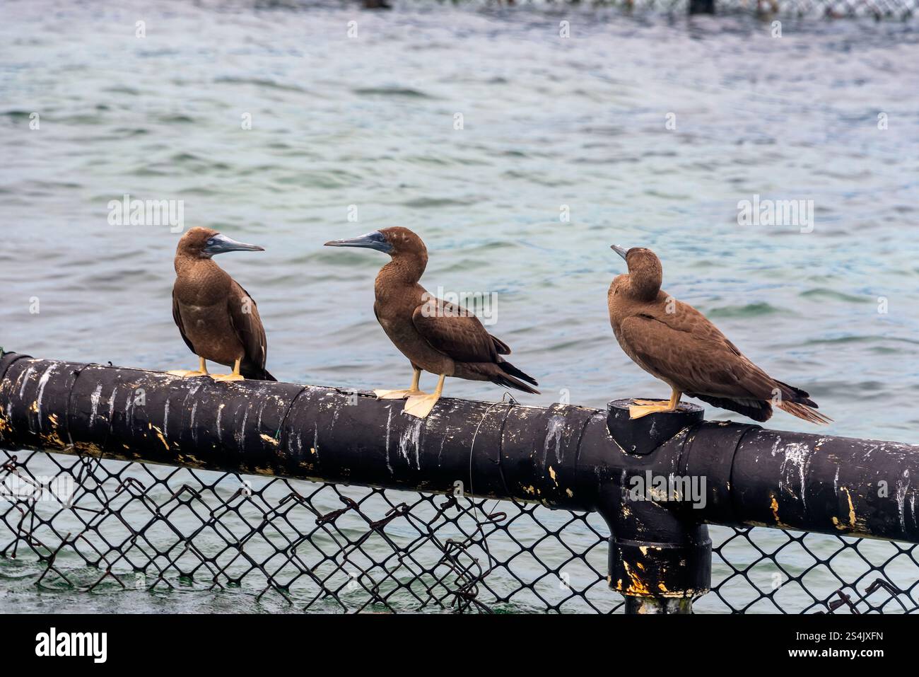 Gannets. Oceanario, Rosario Islands. Cartagena de Indias, Colombia ...