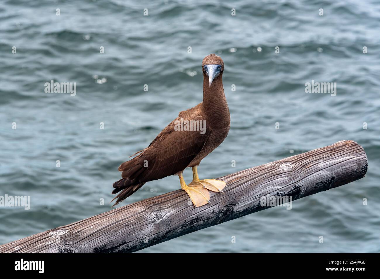 Oceanario islas del rosario hi-res stock photography and images - Alamy