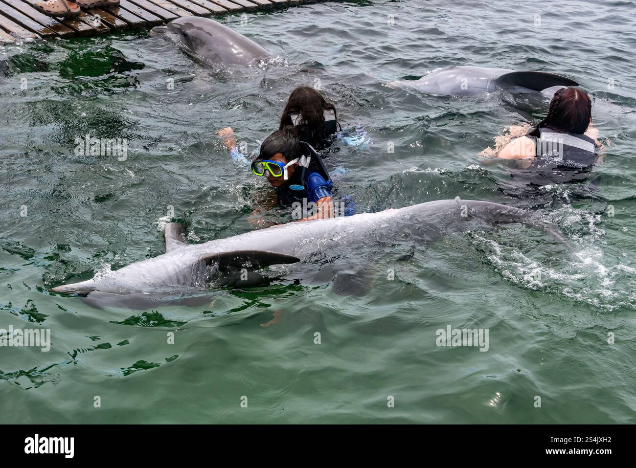 A Family playing with dolphins.Oceanario, Rosario Islands. Cartagena de ...