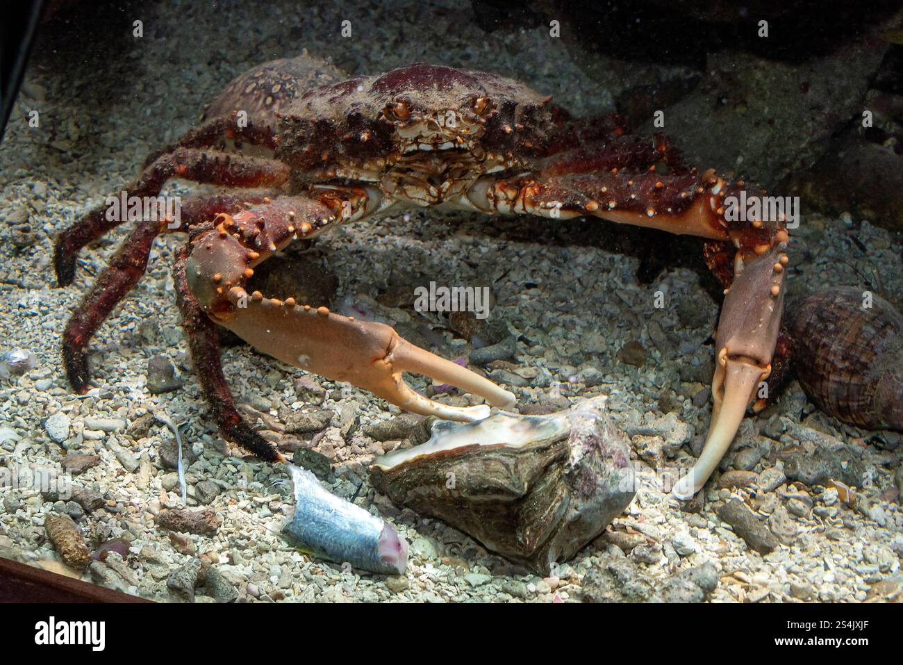 Giant Crab. Oceanario, Rosario Islands. Cartagena de Indias, Colombia ...