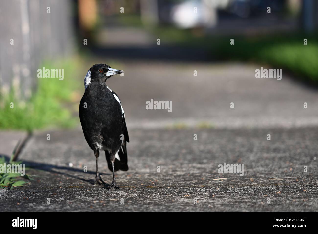 Australian magpie walking along a paved footpath in the suburbs with ...