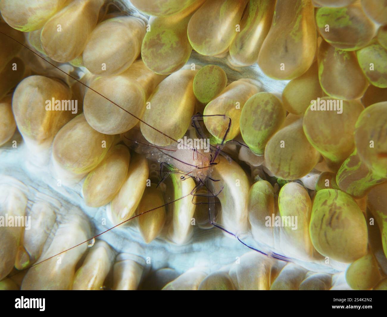 A Philippine bubble coral shrimp (Palaemonella philippinensis) on a ...