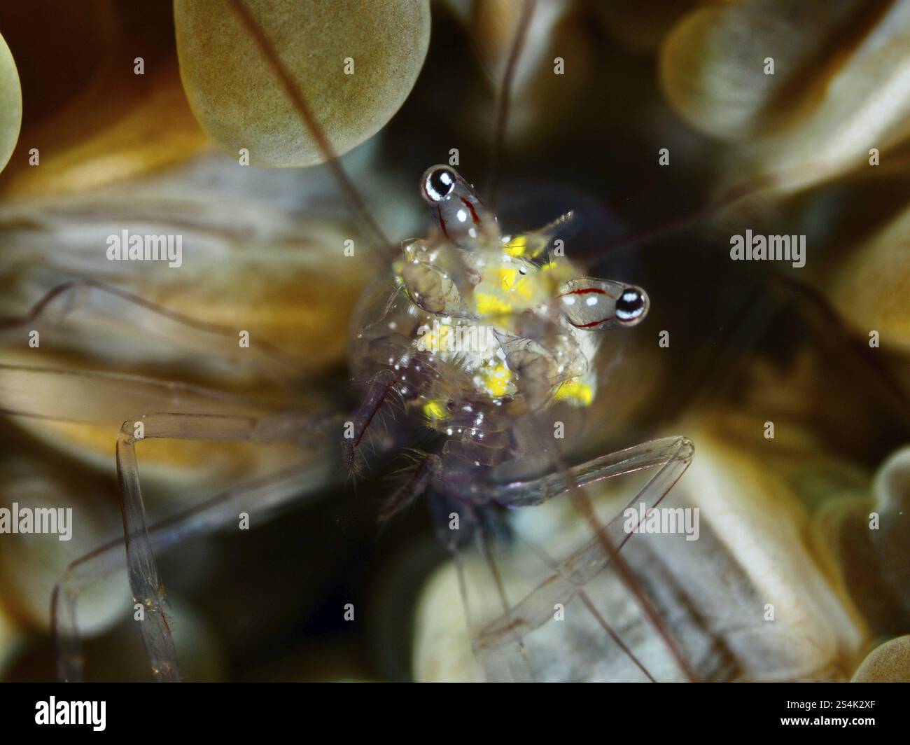 Transparent Smits bubble coral shrimp (Palaemonella smiti) with yellow ...