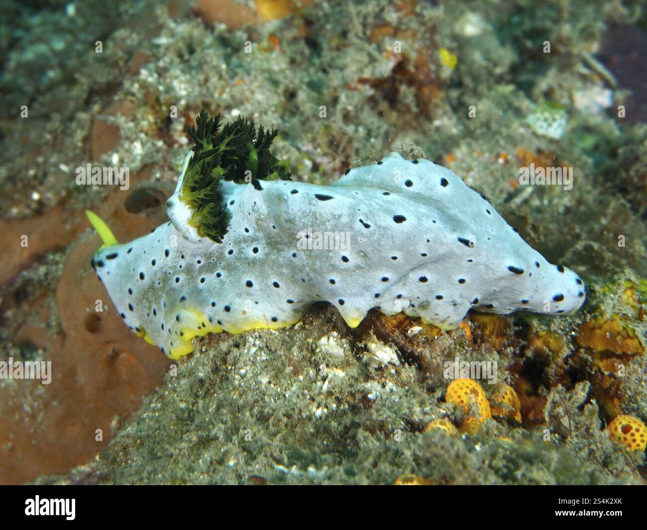 White nudibranch with black dots, grey banana nudibranch (Notodoris ...