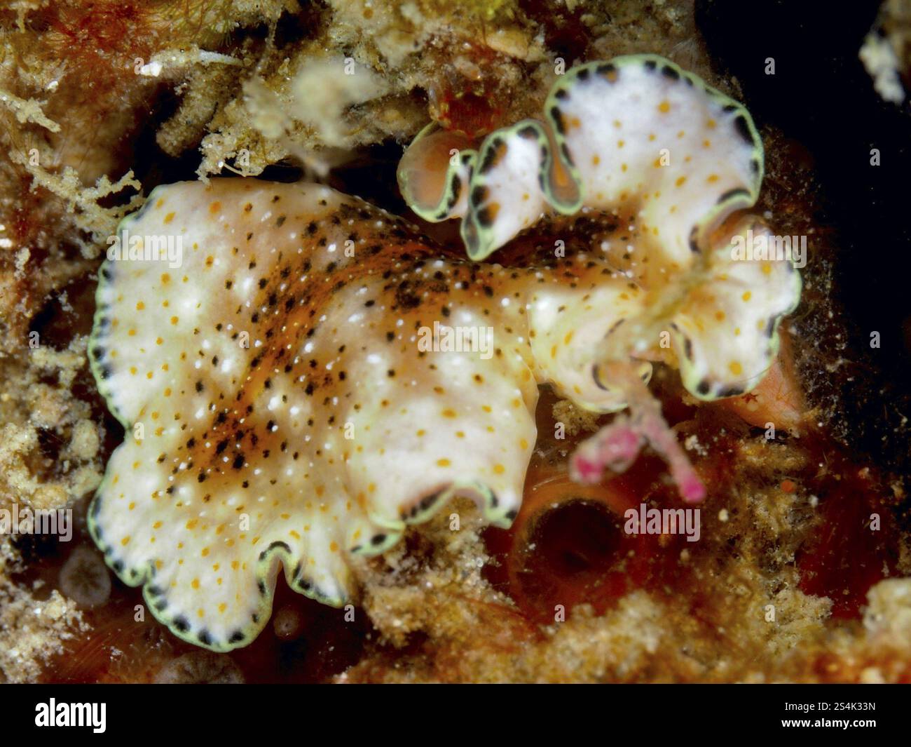 A spotted whirlpool worm (Pseudoceros) moves over the coral reef, dive ...