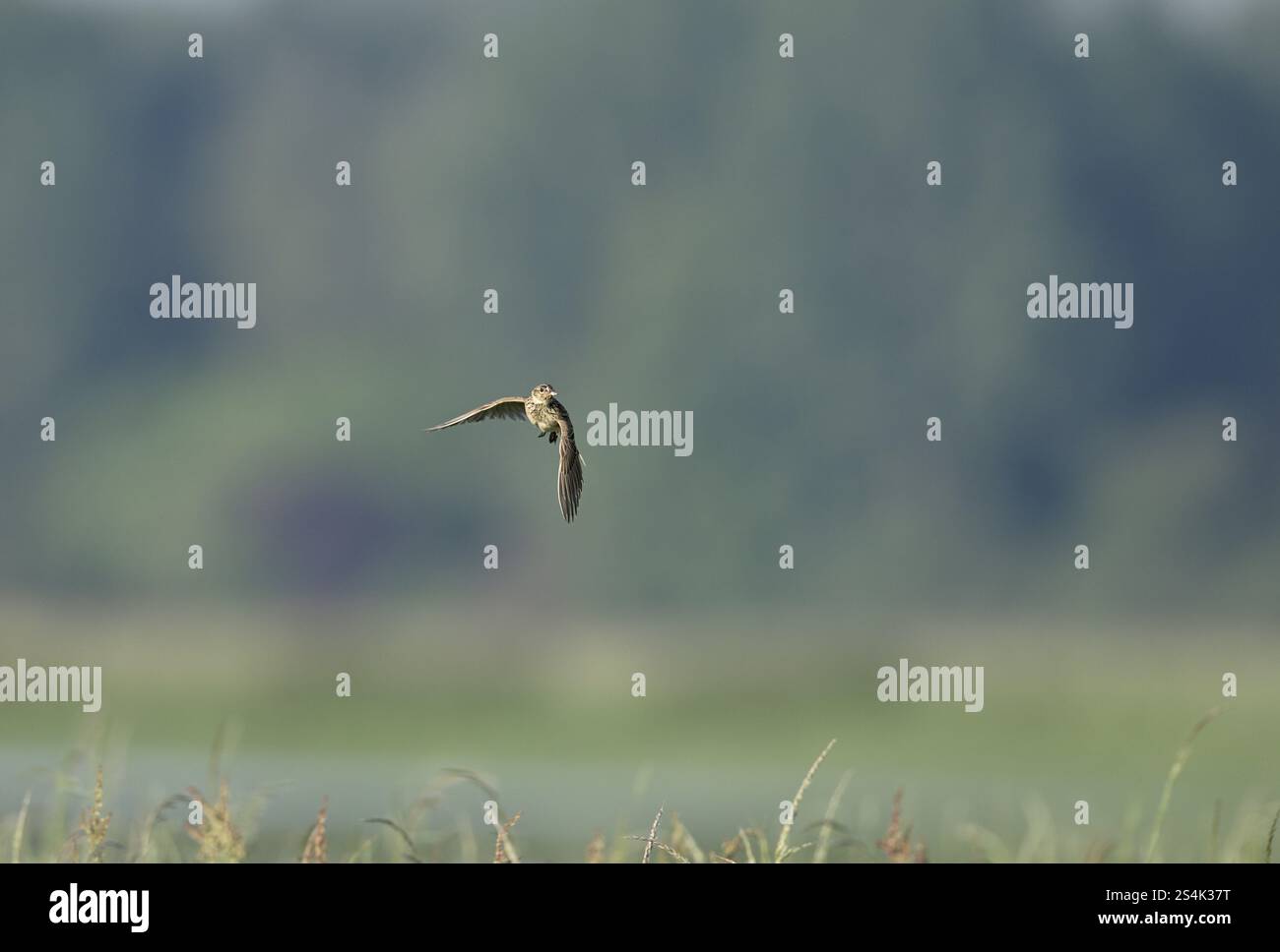 Flying skylark (Alauda arvensis), Lower Rhine, North Rhine-Westphalia ...