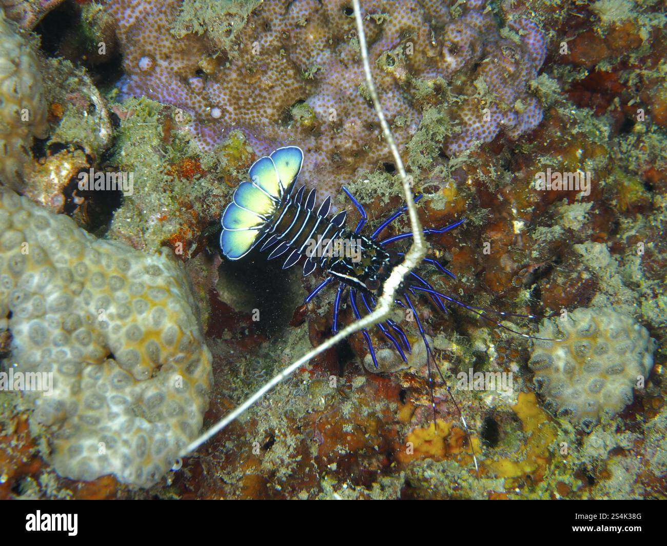 Painted rock crayfish (Panulirus versicolor) moving on a coral reef ...