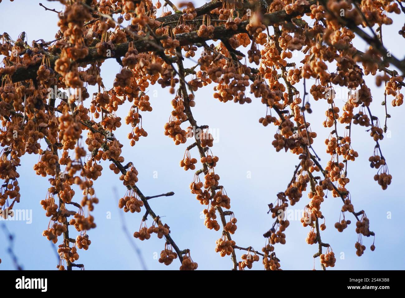 Fruits of a ginkgo tree, winter, Germany, Europe Stock Photo - Alamy