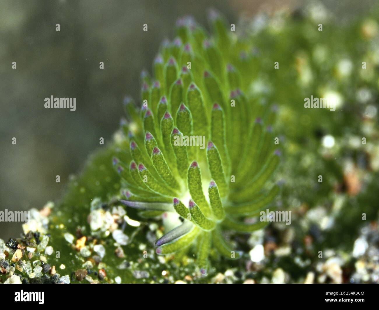 Green leaf sheep snail (Costasiella kuroshimae), called Shaun the sheep ...