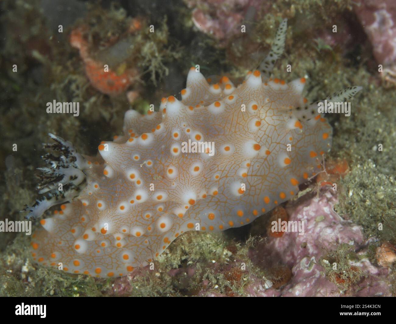 A nudibranch with orange dots, Batangas Halgerda (Halgerda batangas ...
