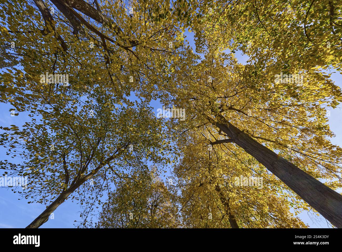 Linden trees (Tilia), treetops, light-flooded autumn leaves, vertical ...