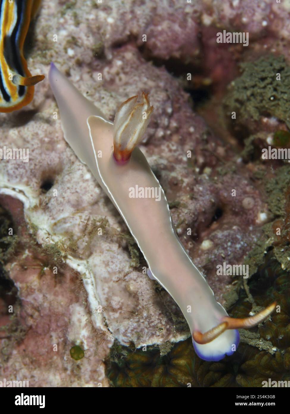 Slender star snail with pink-coloured body, Bullock's star snail ...