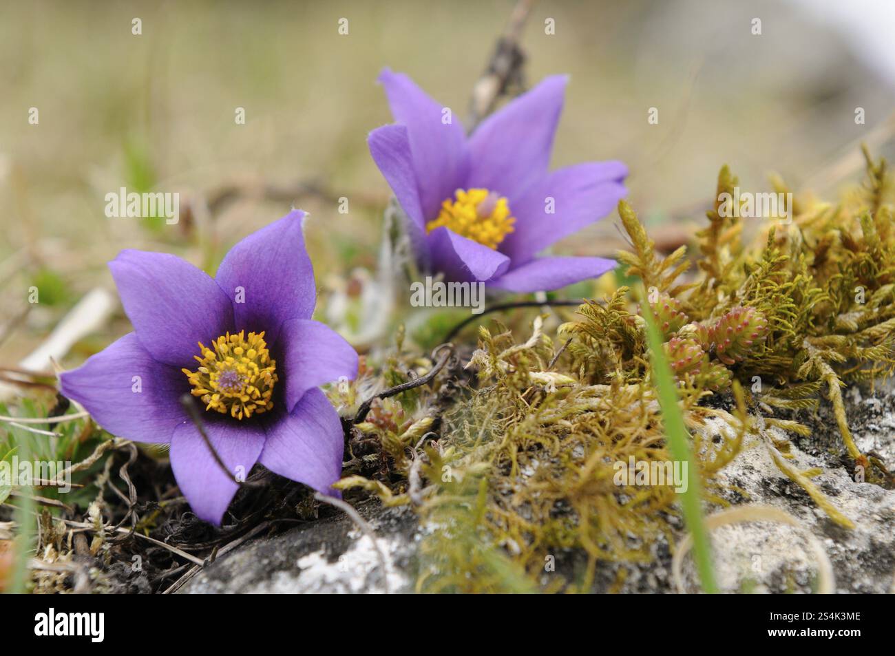 Two purple Pasque flowers on mossy ground near a stone, Pasque flower ...
