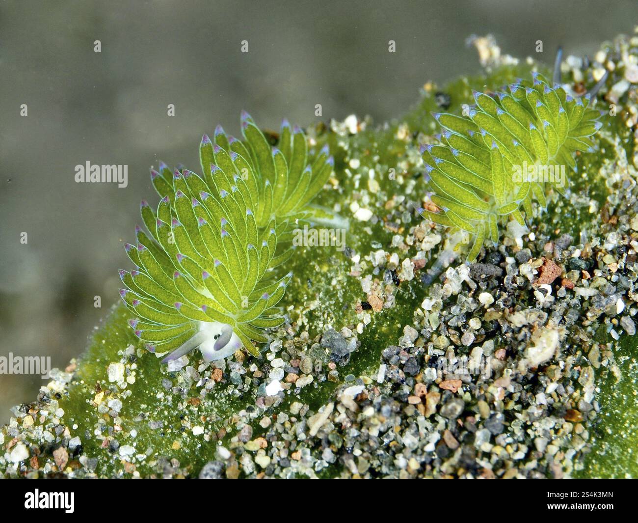 Two green leaf sheep snails (Costasiella kuroshimae), called Shaun the ...