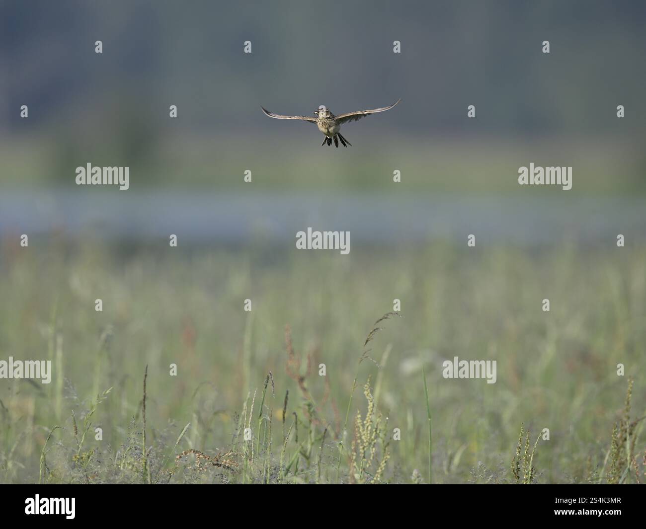 Flying skylark (Alauda arvensis), Lower Rhine, North Rhine-Westphalia ...