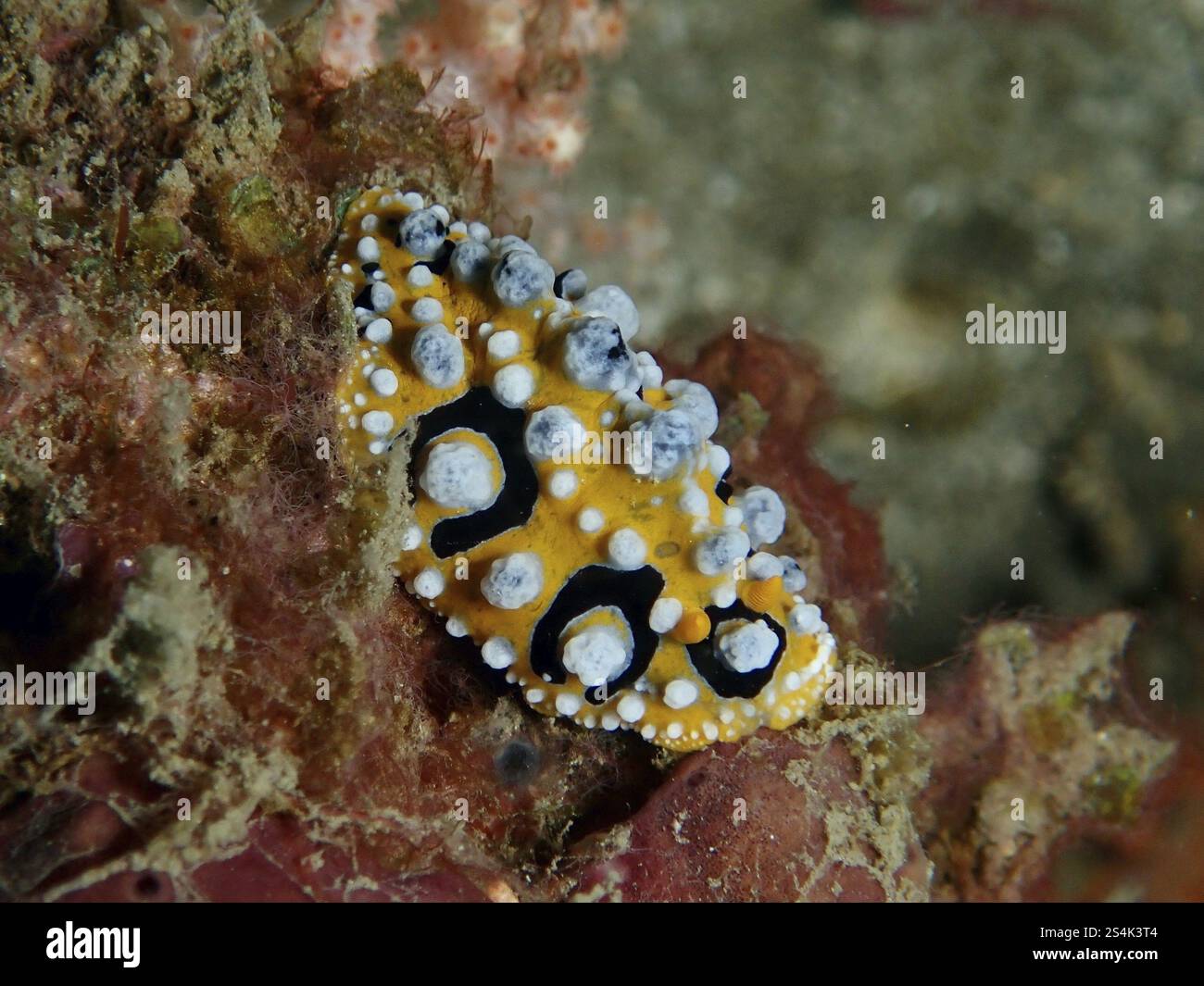 Structured eyespot wart slug (Phyllidia ocellata) in yellow and black ...