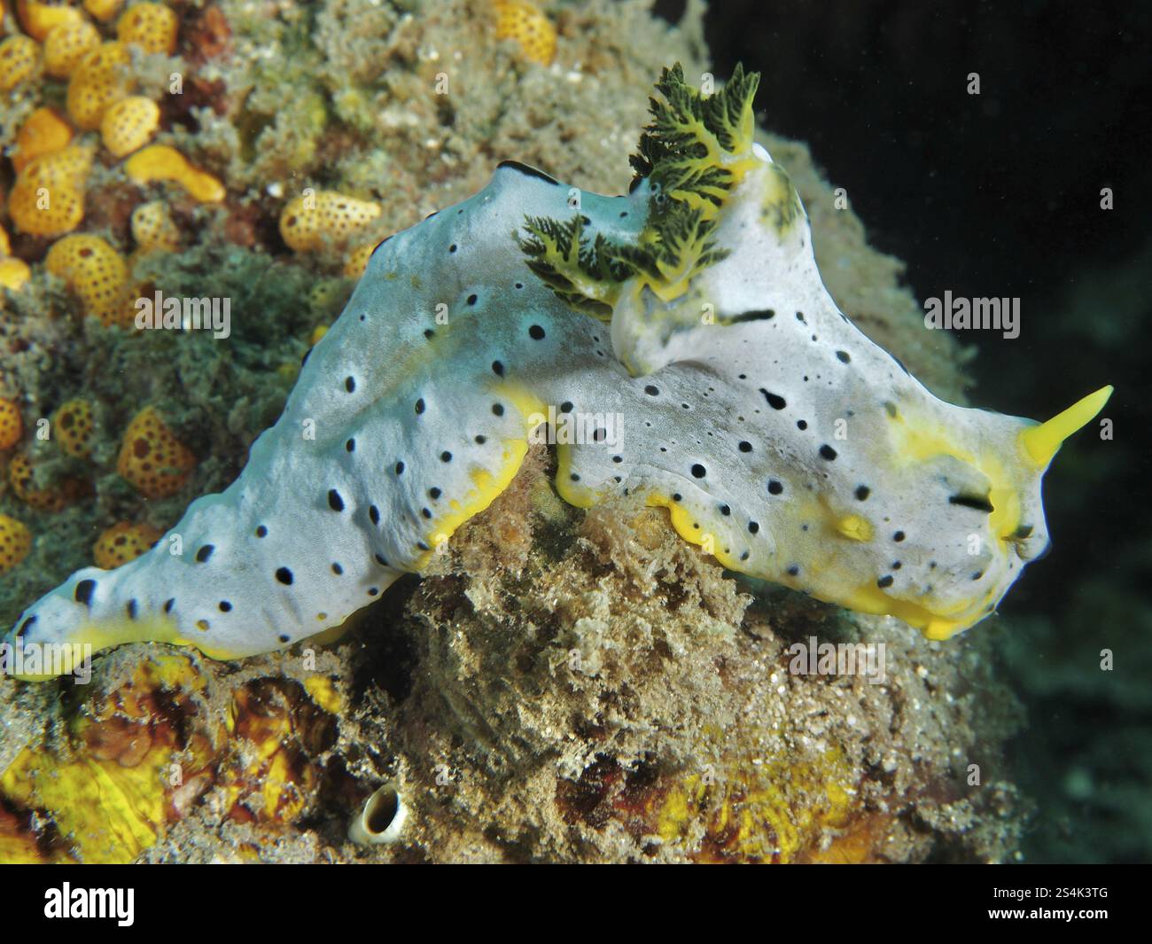 Grey nudibranch with black dots, grey banana nudibranch (Notodoris ...