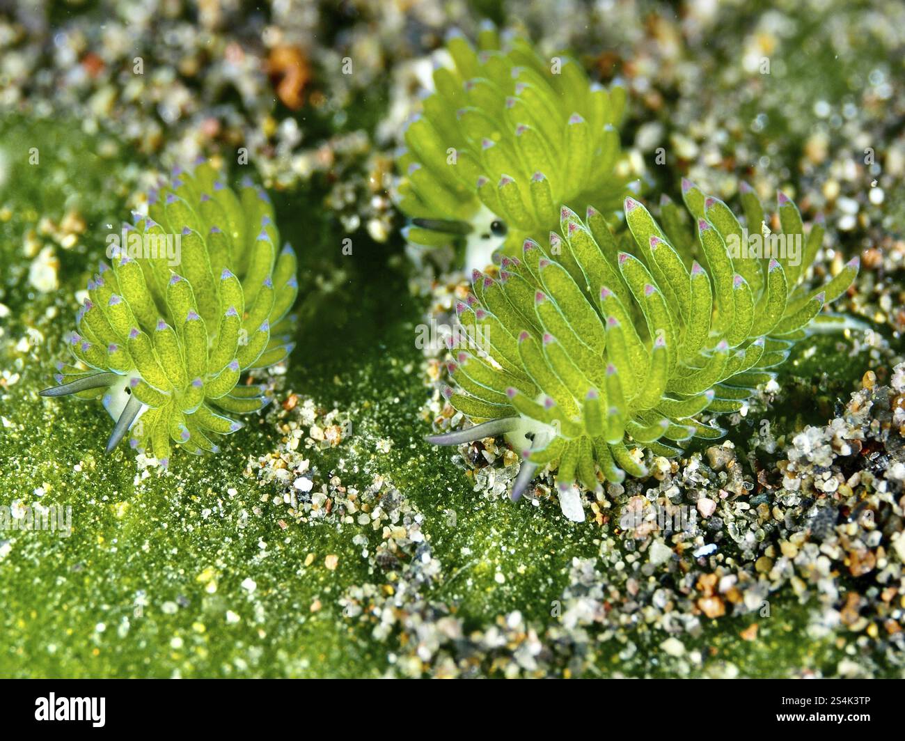 Three green leaf sheep snails (Costasiella kuroshimae), called Shaun ...