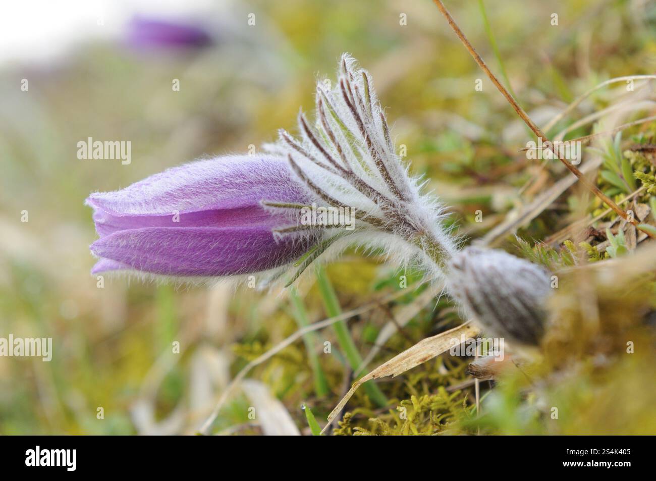 Side view of a purple flower growing on the ground, Pasque flower ...