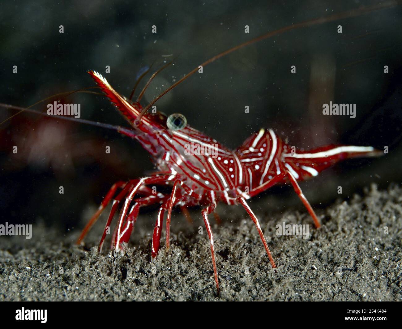 Red shrimp with stripe pattern, camel shrimp (Rhynchocinetes ...