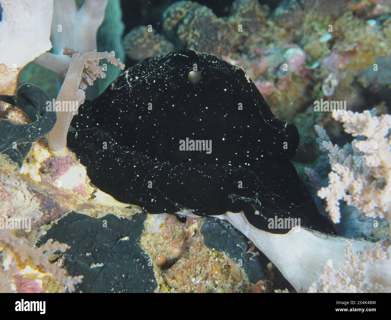 Black nudibranch, large ice snail (Ovula ovum), on a reef with soft ...