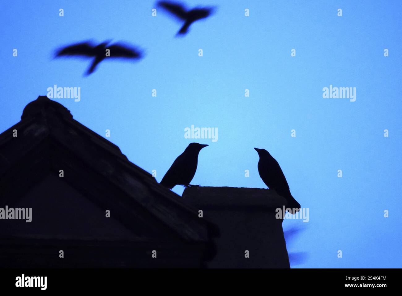 Songbirds europe hi-res stock photography and images - Alamy