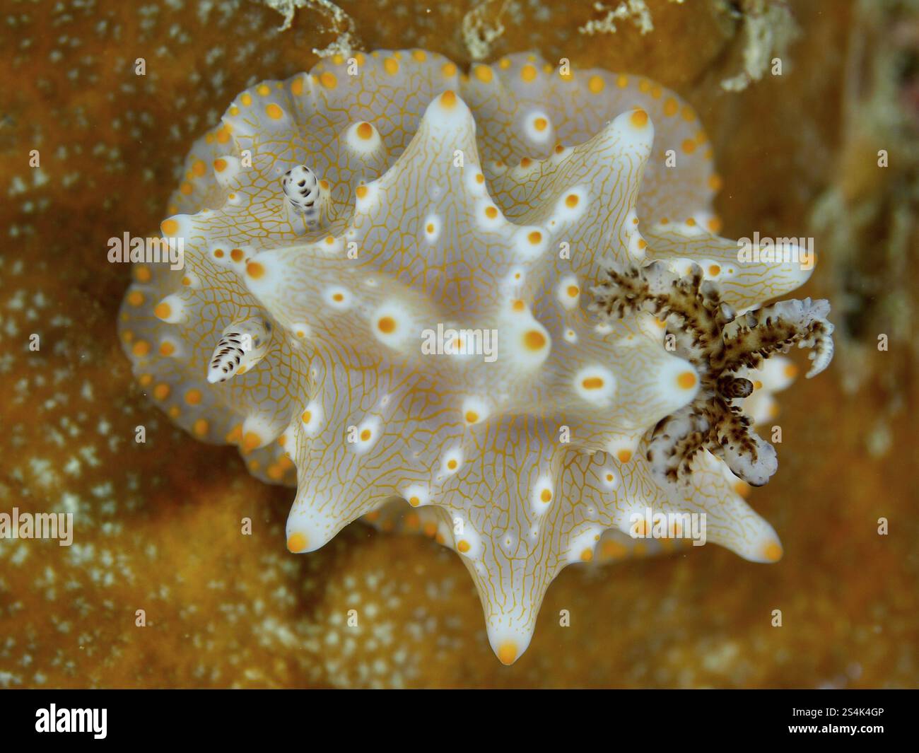 Nudibranch with fine patterns, Batangas Halgerda (Halgerda batangas ...