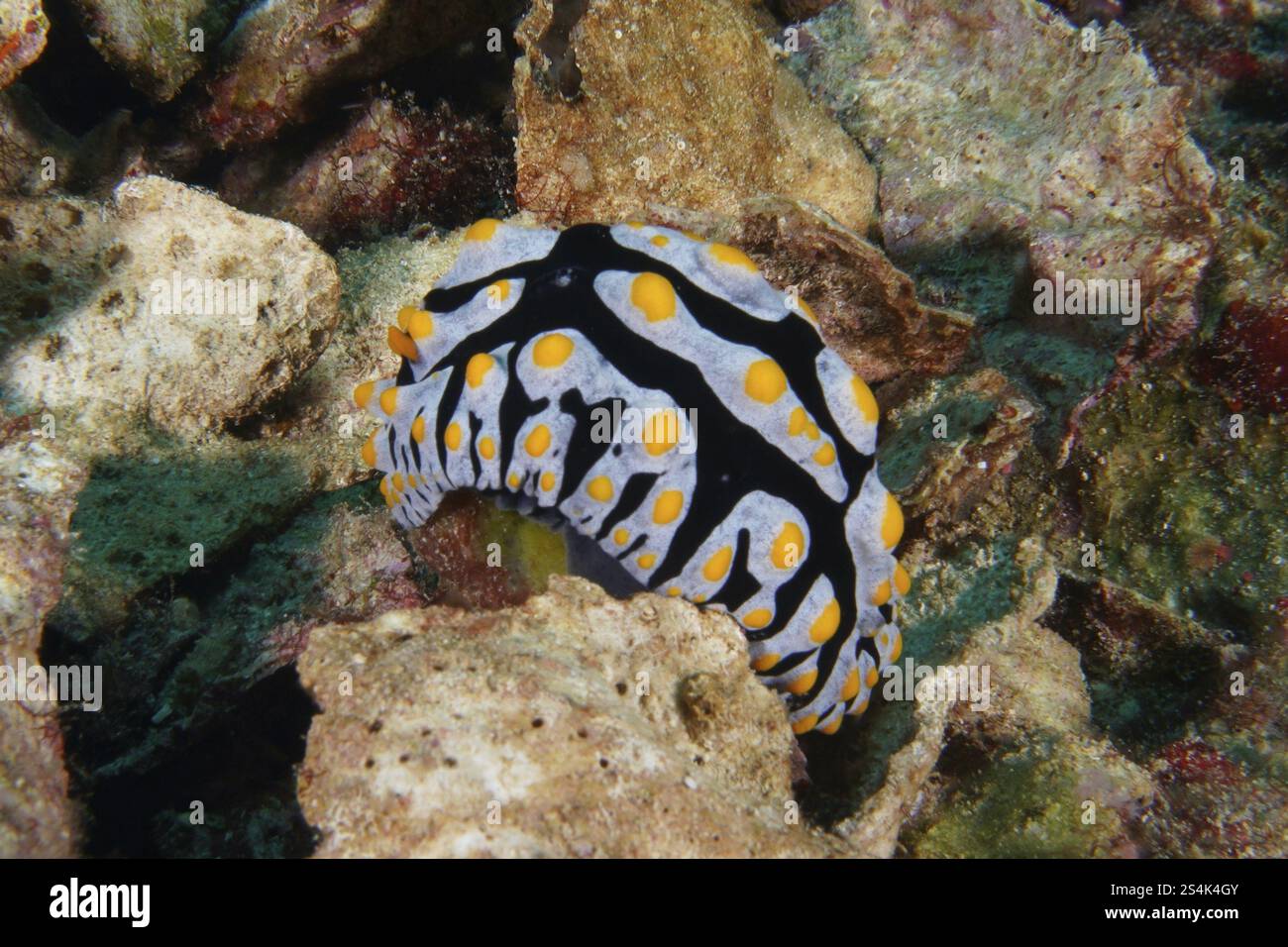 Colourful veined warty snail (Phyllidia varicosa), on rock with ...