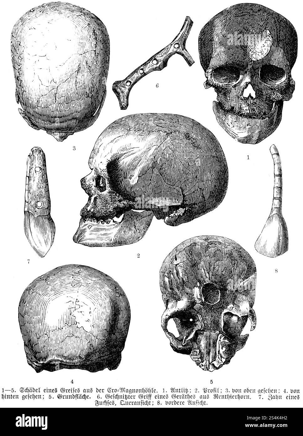 Skull from various archaeological excavations, in profile and front ...