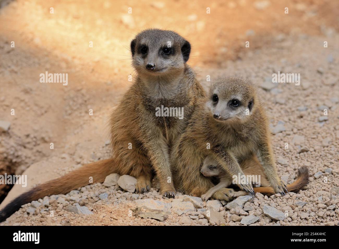 Tiger nut (Suricata suricatta), adult, two adults, juvenile, newborn, baby, social behaviour ...