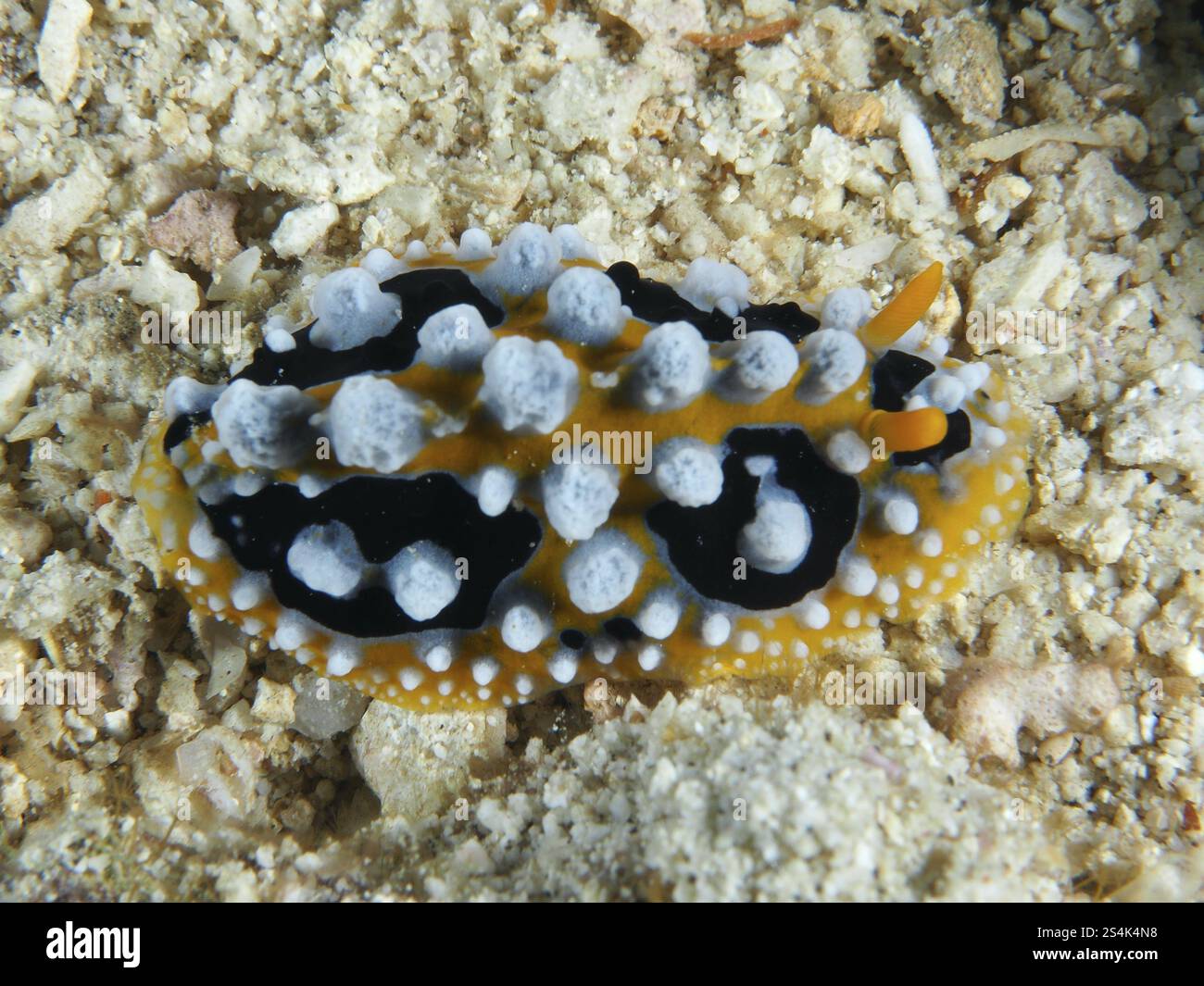 Yellow wart slug (Phyllidia ocellata) with distinctive white patterns ...