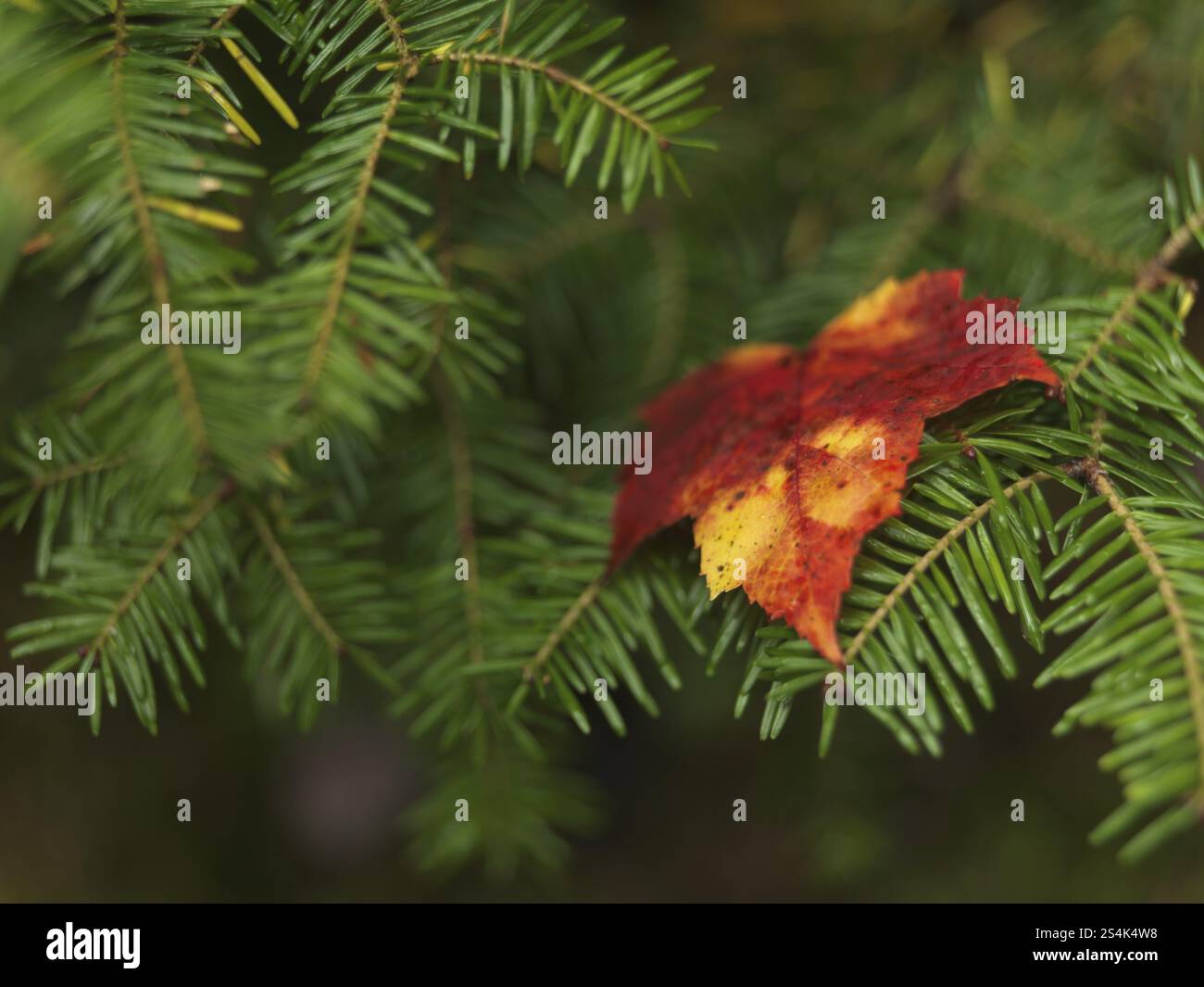 Ontario balsam tree hi-res stock photography and images - Alamy