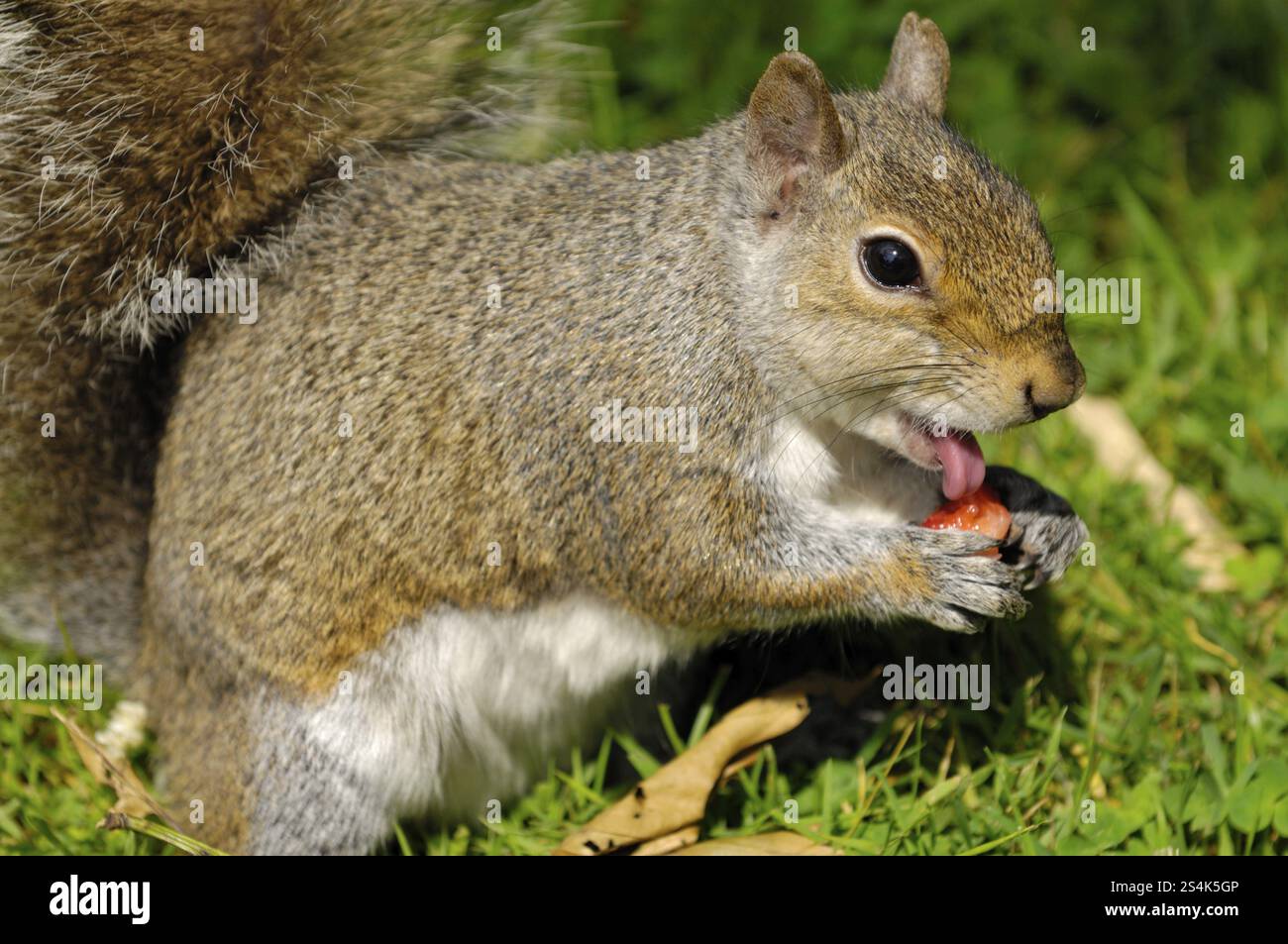Funny gray squirrel with its tongue out licking sweet strawberry Stock ...