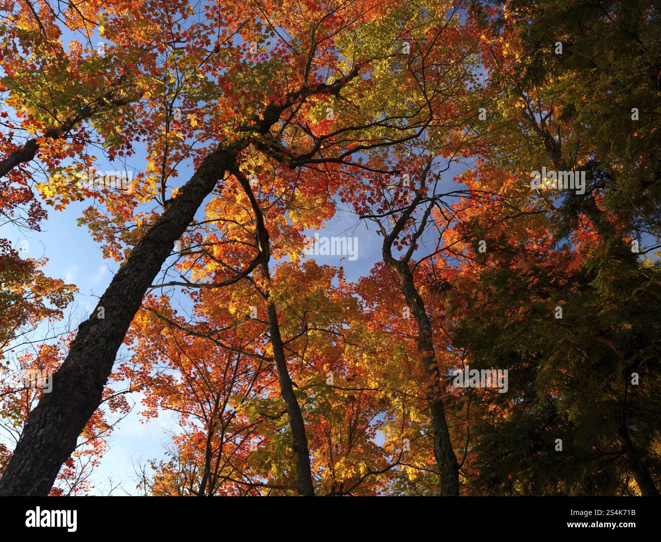 Beautiful maple trees with colorful leaves. Fall nature scenery ...