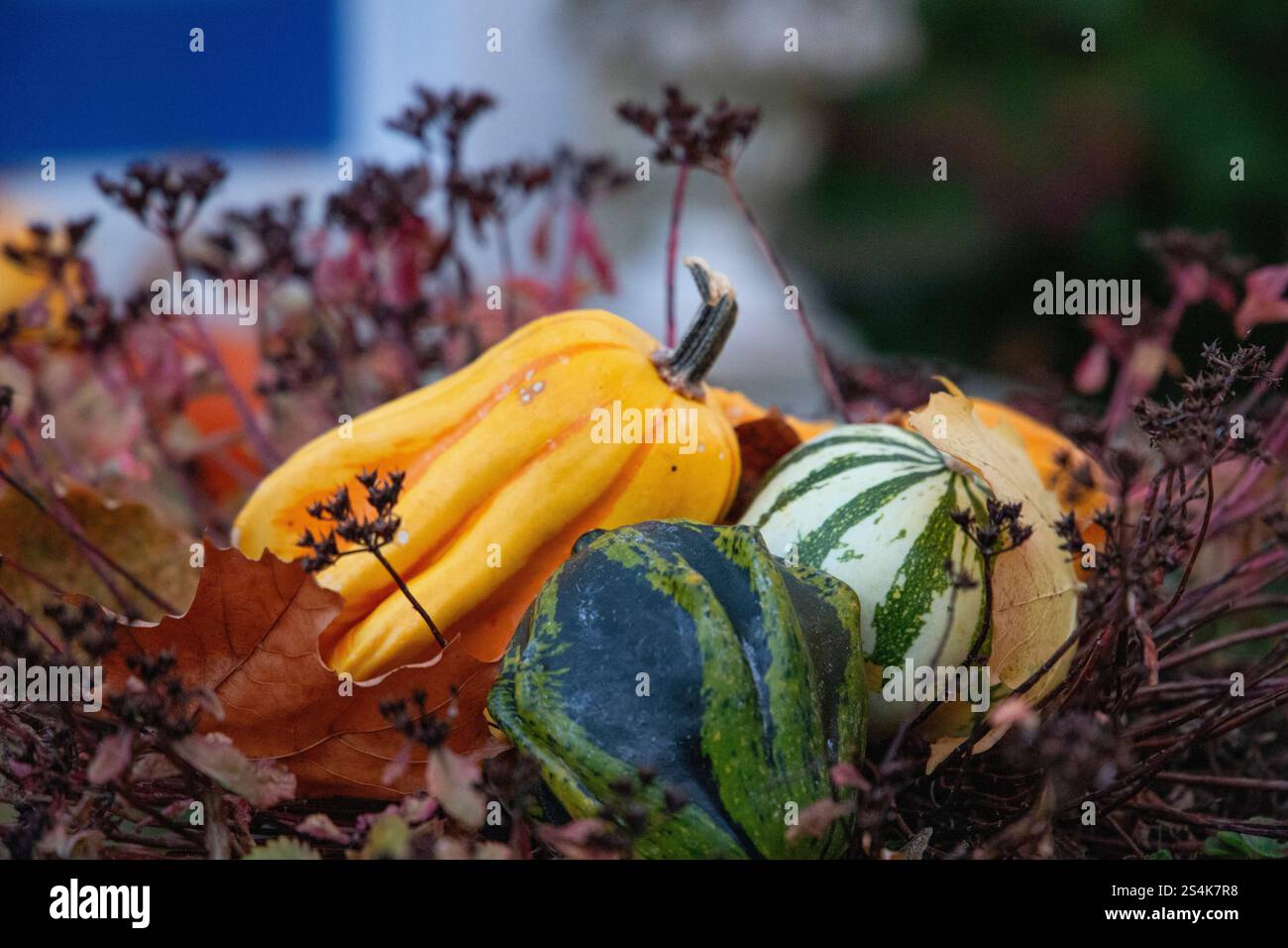 Historic Wickford, RI. Oct. 30, 2024. Fall and Halloween scenes while ...